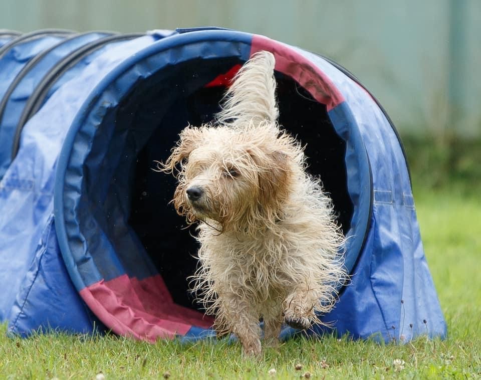 Leopold’s Dog Display Team | Arena Displays